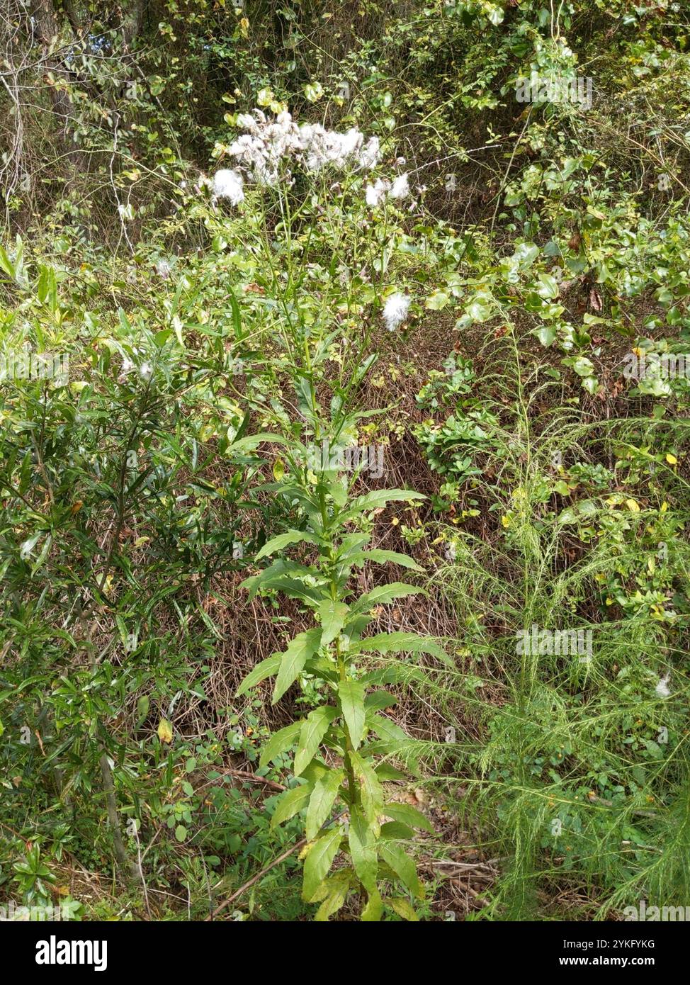 American burnweed (Erechtites hieraciifolius Stock Photo - Alamy