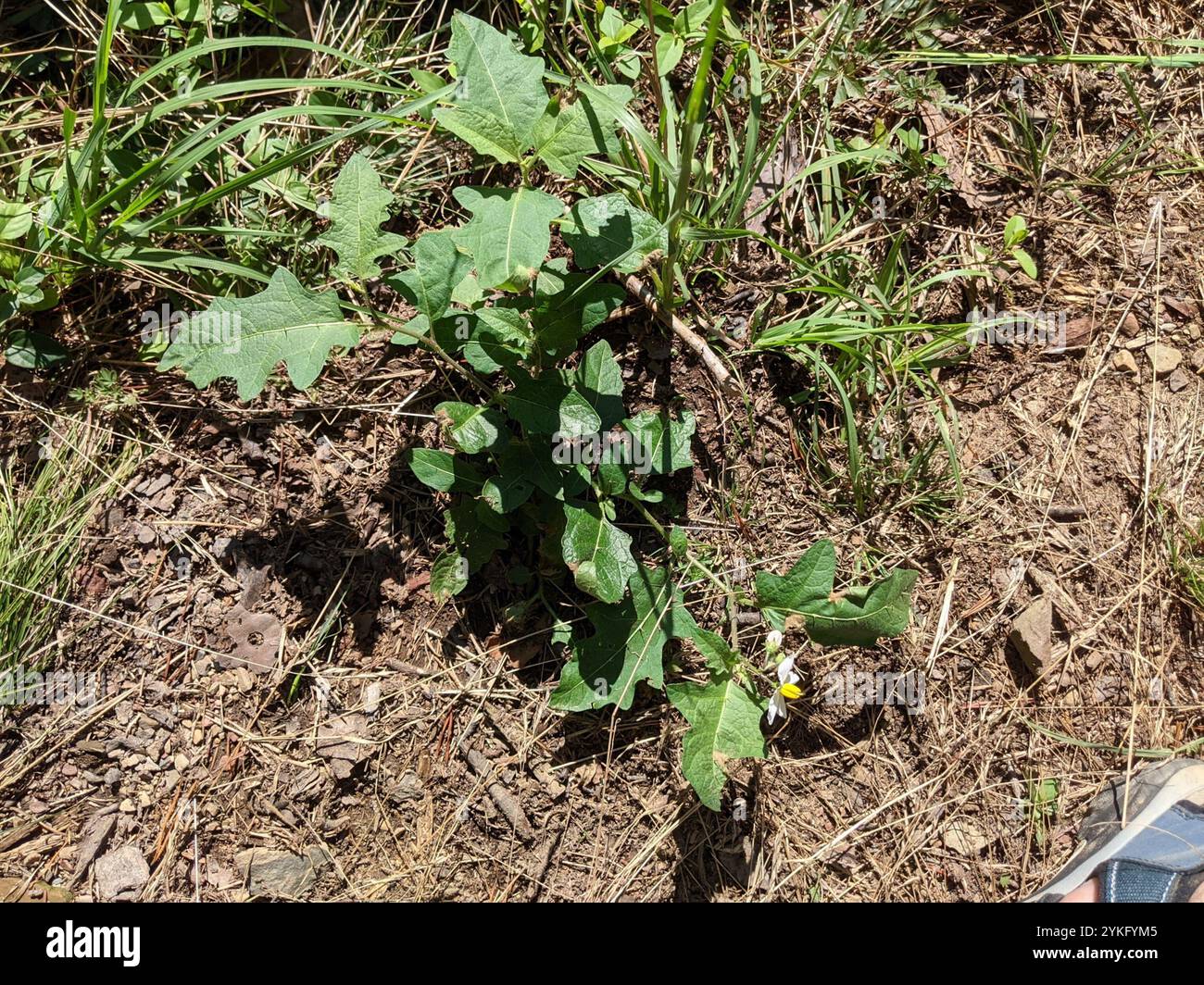 Carolina horsenettle solanum carolinense hi-res stock photography and ...