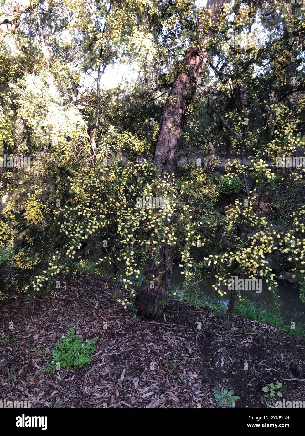 Prickly moses (Acacia verticillata Stock Photo - Alamy