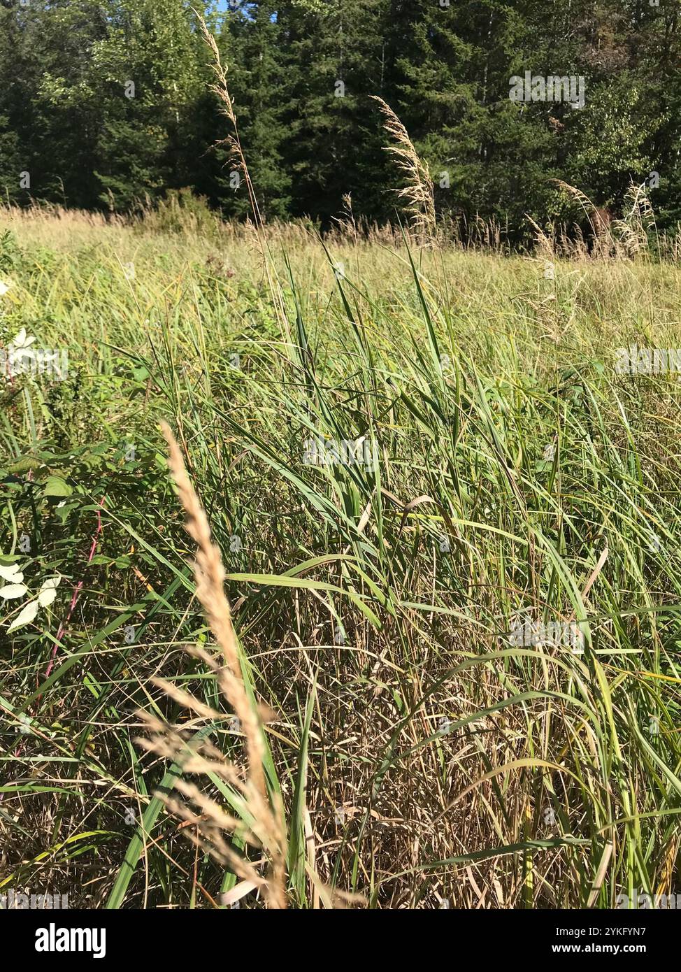 canadian bluejoint (Calamagrostis canadensis Stock Photo - Alamy