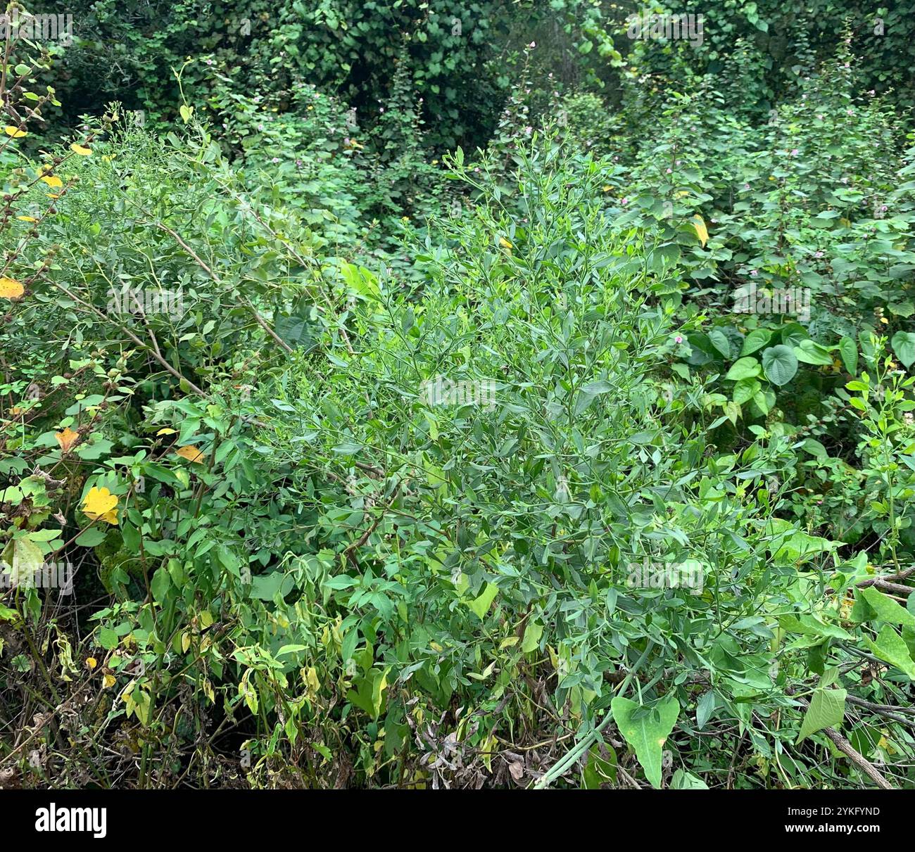 groundsel tree (Baccharis halimifolia Stock Photo - Alamy