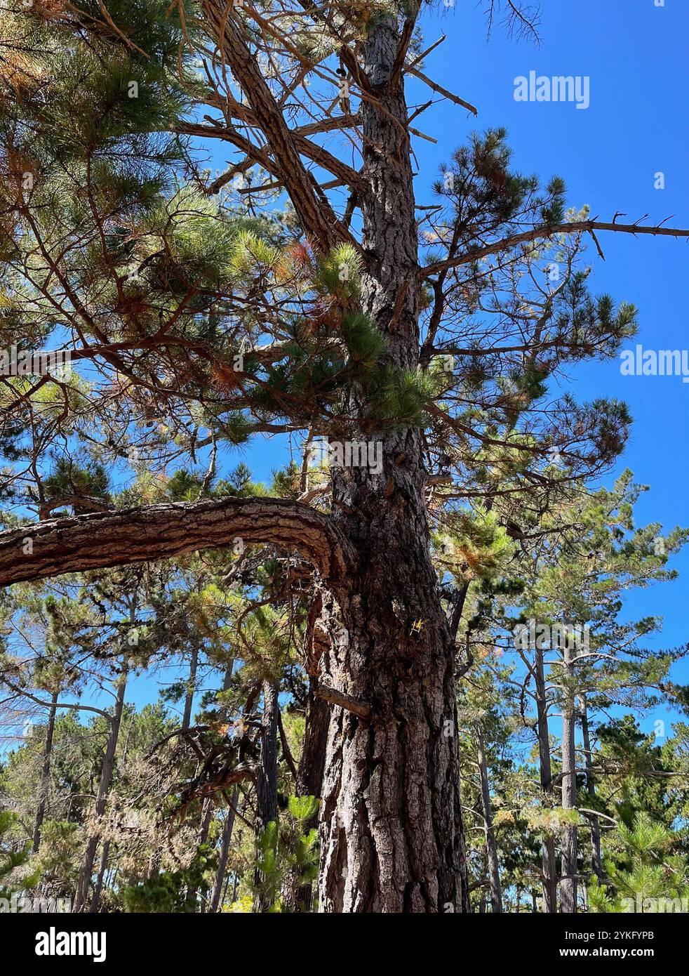 Monterey pine (Pinus radiata Stock Photo - Alamy