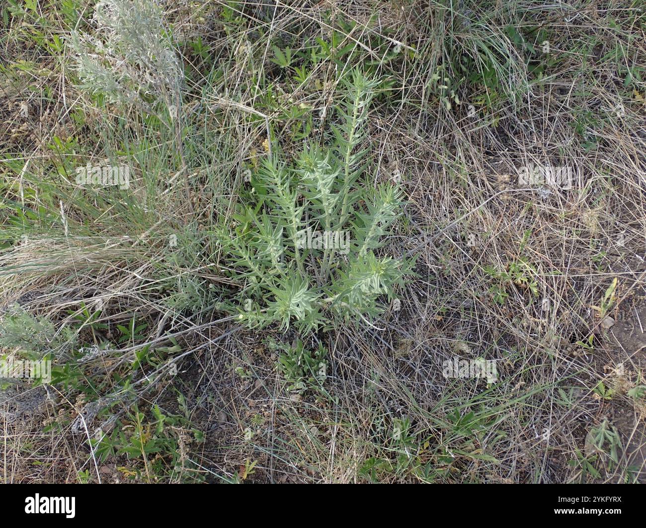 western stoneseed (Lithospermum ruderale Stock Photo - Alamy