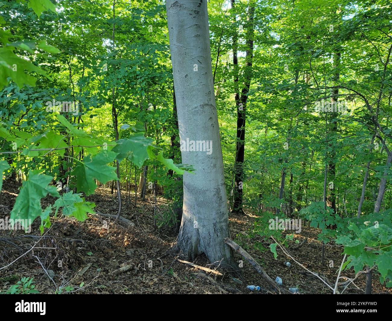 American beech (Fagus grandifolia Stock Photo - Alamy