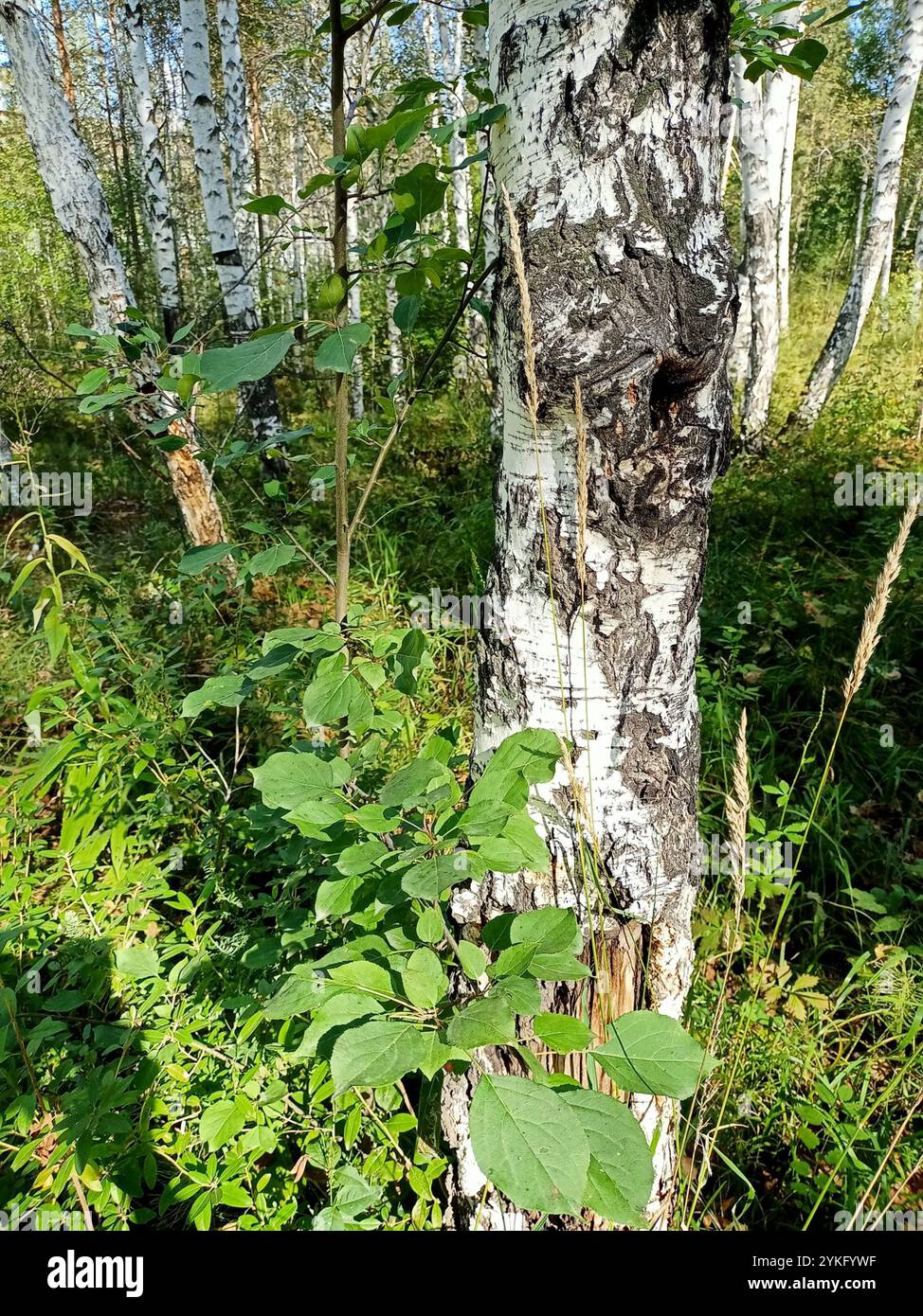 Siberian crabapple (Malus baccata Stock Photo - Alamy