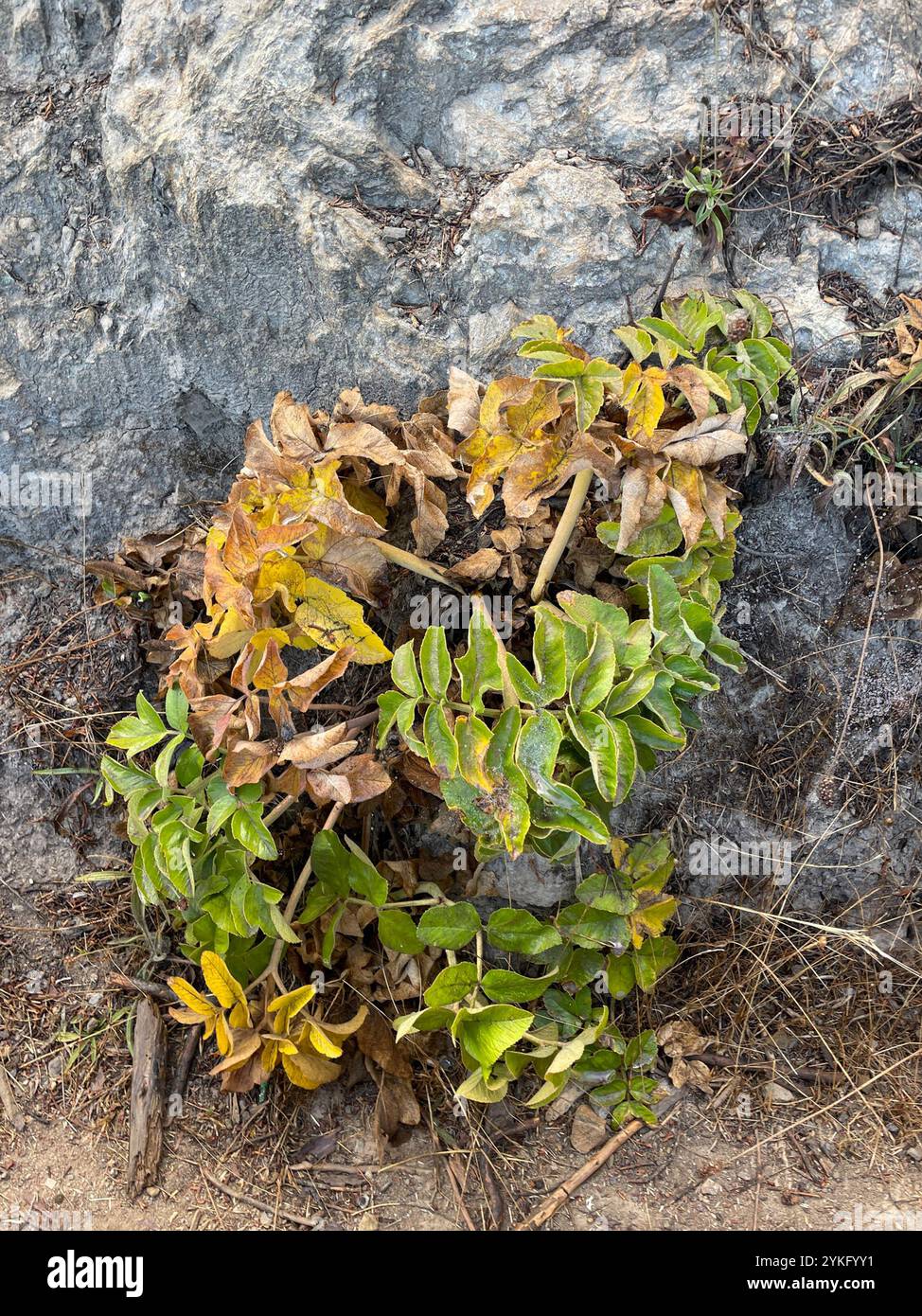 carrot family (Apiaceae Stock Photo - Alamy