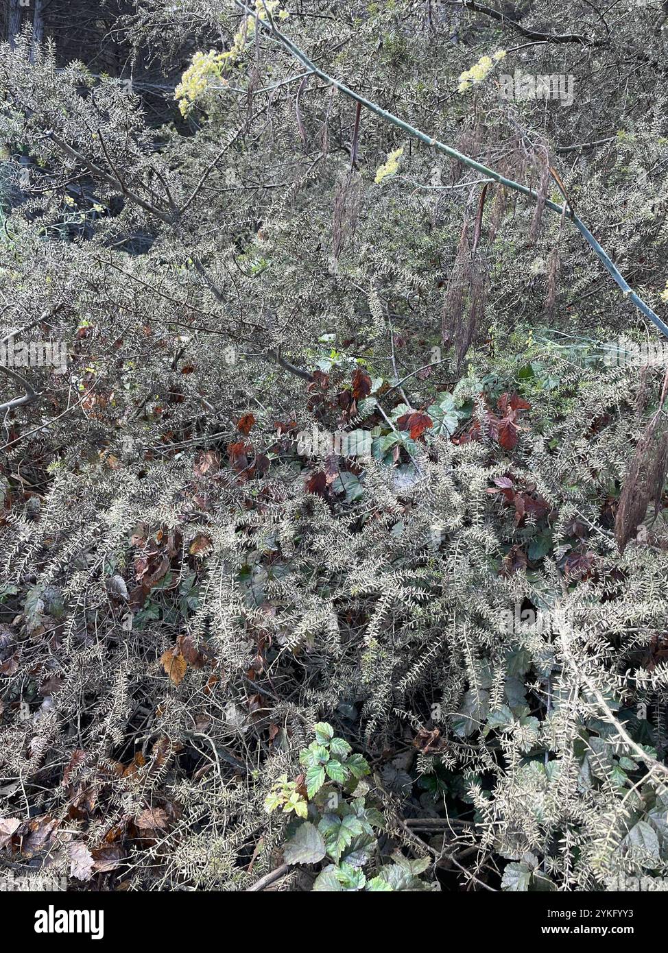 Prickly moses (Acacia verticillata Stock Photo - Alamy