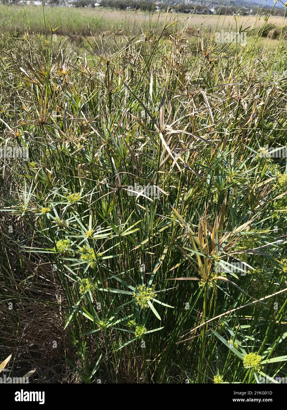 Mat Sedge (Cyperus textilis Stock Photo - Alamy