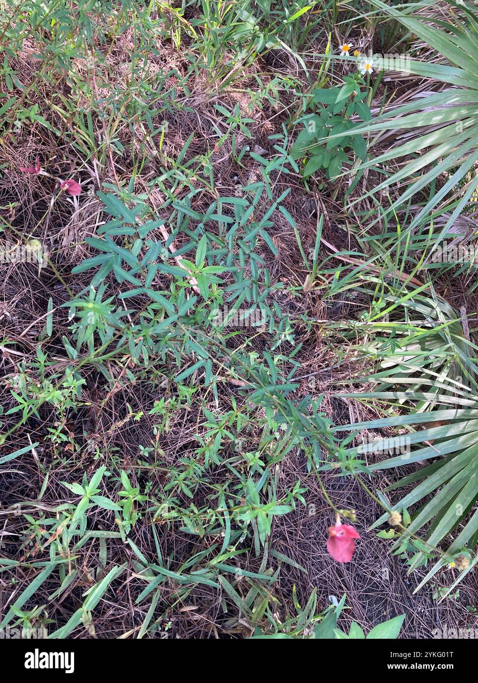 Phasey Bean (Macroptilium lathyroides Stock Photo - Alamy