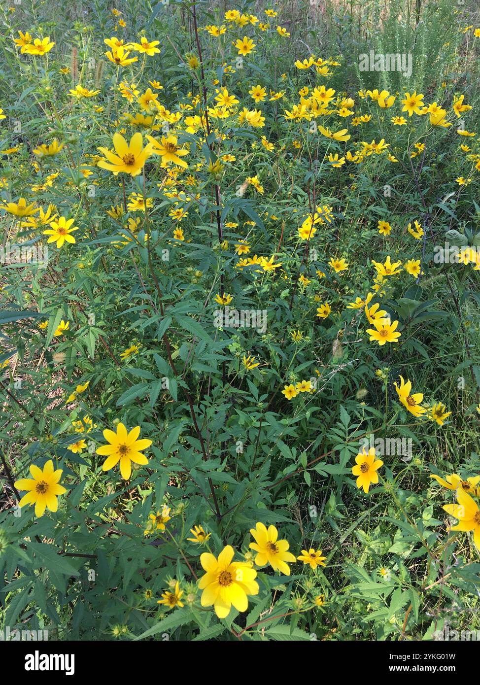 Bearded Beggarticks (Bidens aristosa Stock Photo - Alamy