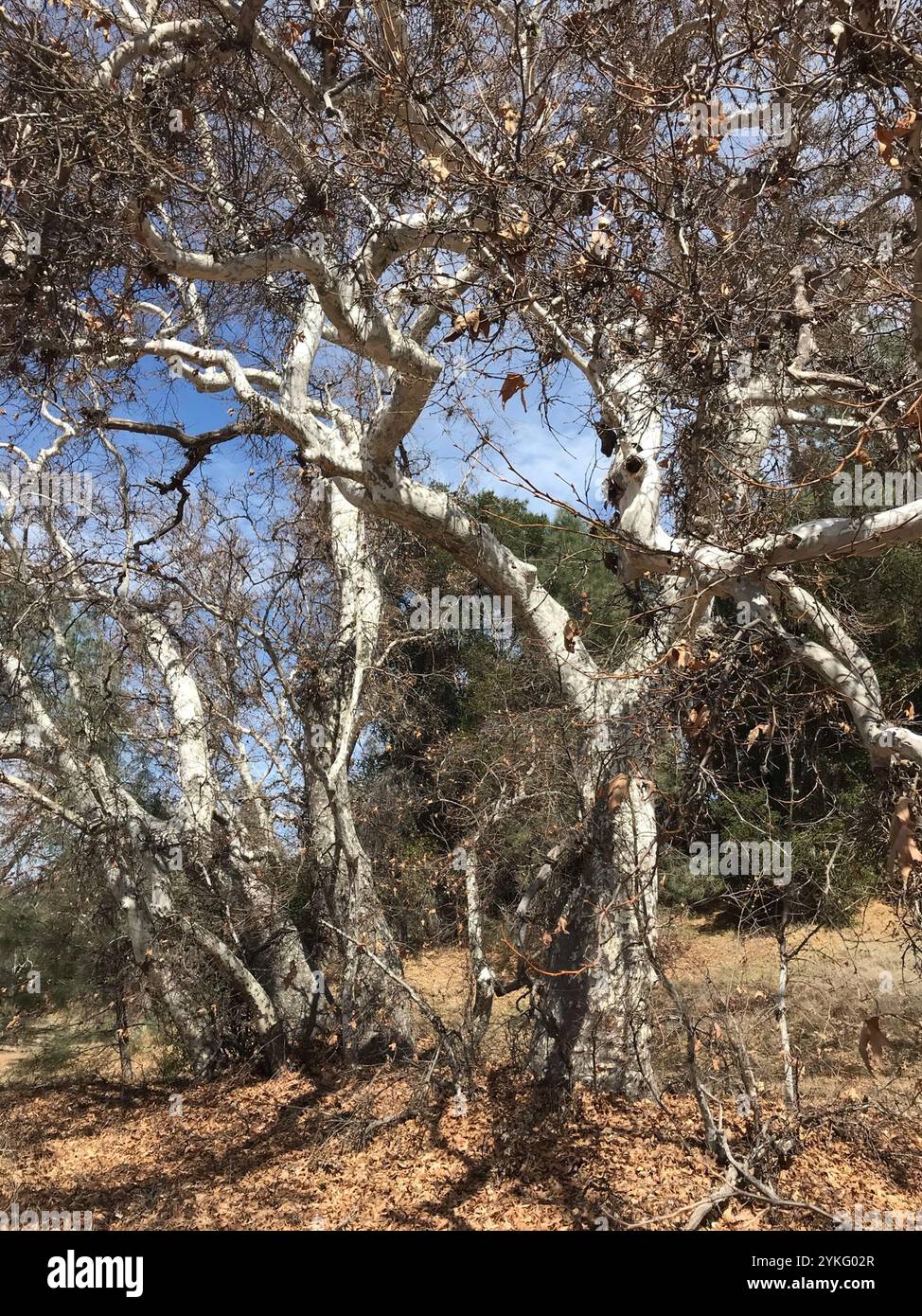 western sycamore (Platanus racemosa Stock Photo - Alamy