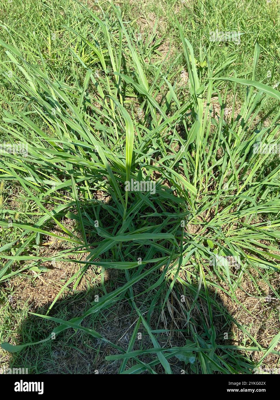 Johnson grass (Sorghum halepense Stock Photo - Alamy