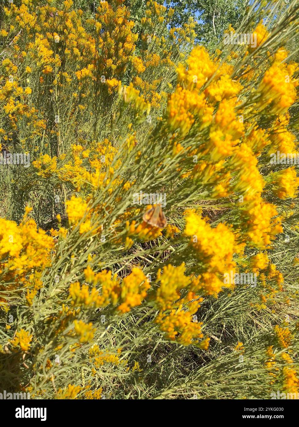 Fiery Skipper (Hylephila phyleus Stock Photo - Alamy