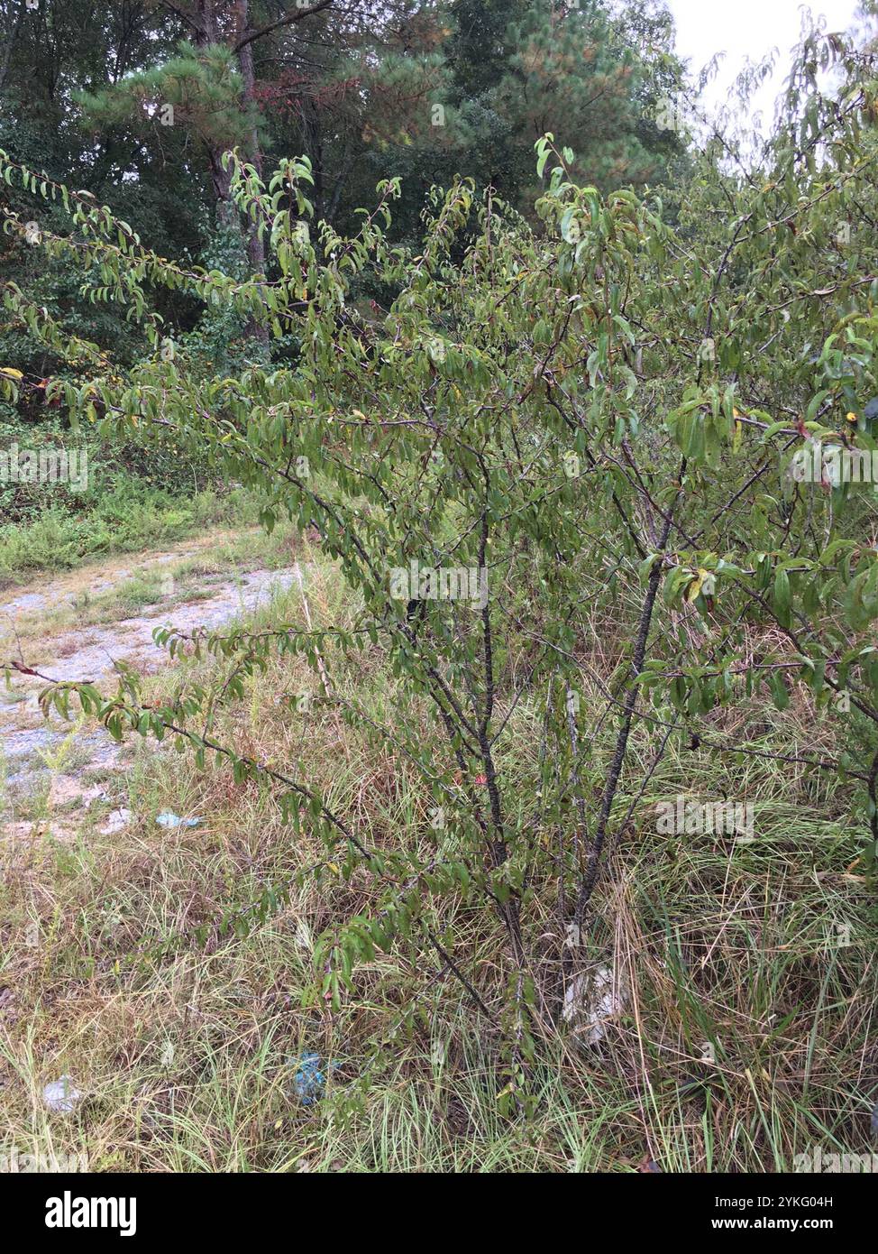 Chickasaw plum (Prunus angustifolia Stock Photo - Alamy