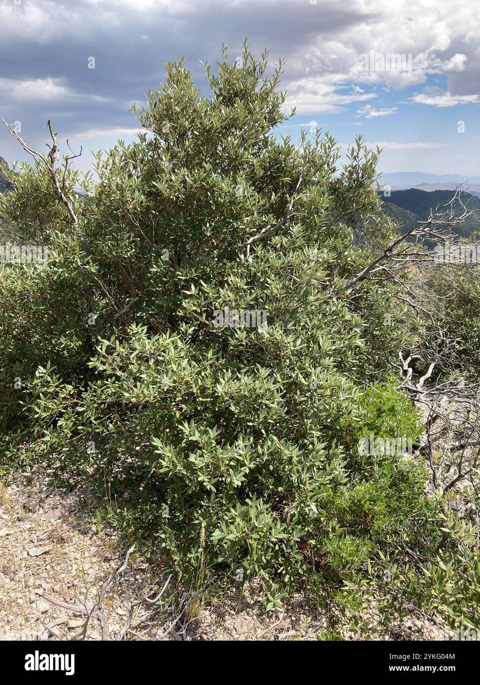silverleaf oak (Quercus hypoleucoides Stock Photo - Alamy