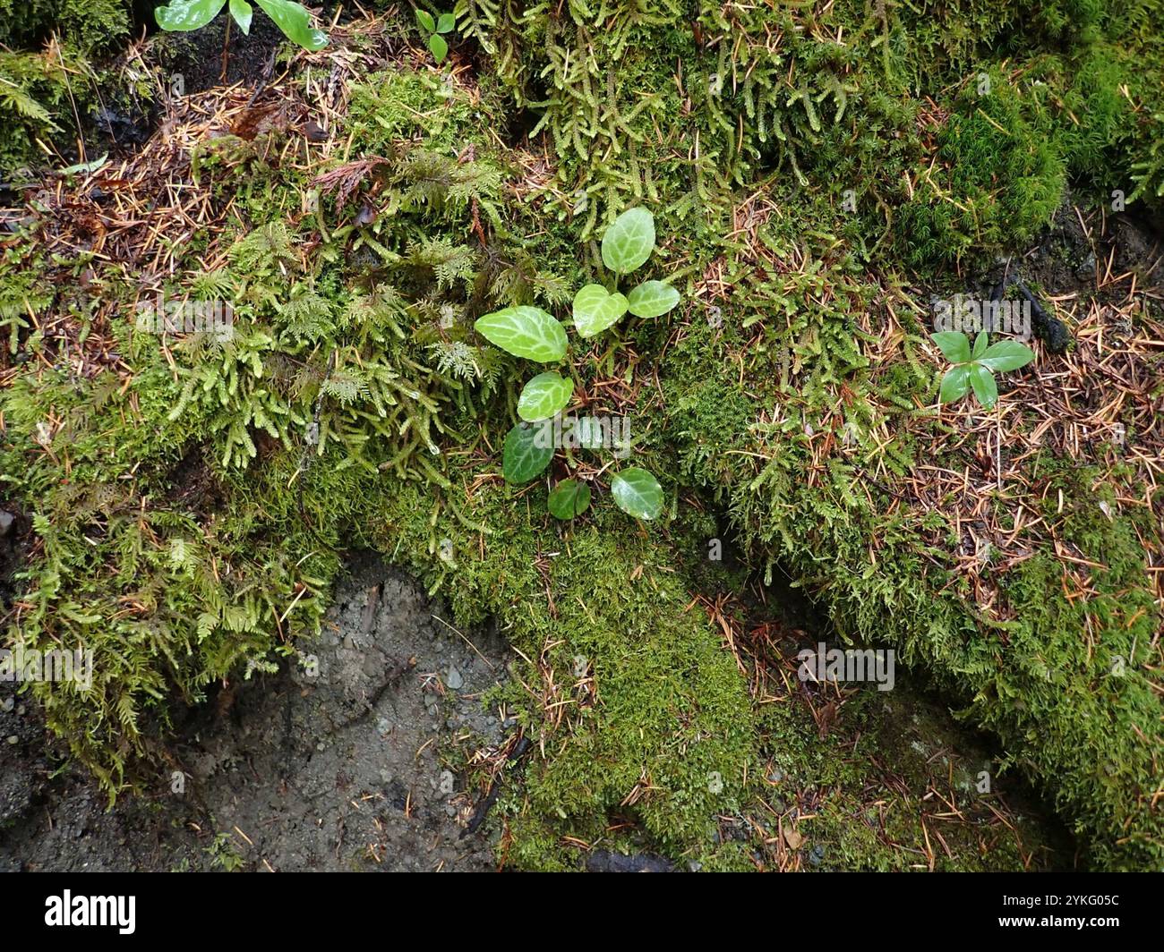 heath family (Ericaceae Stock Photo - Alamy