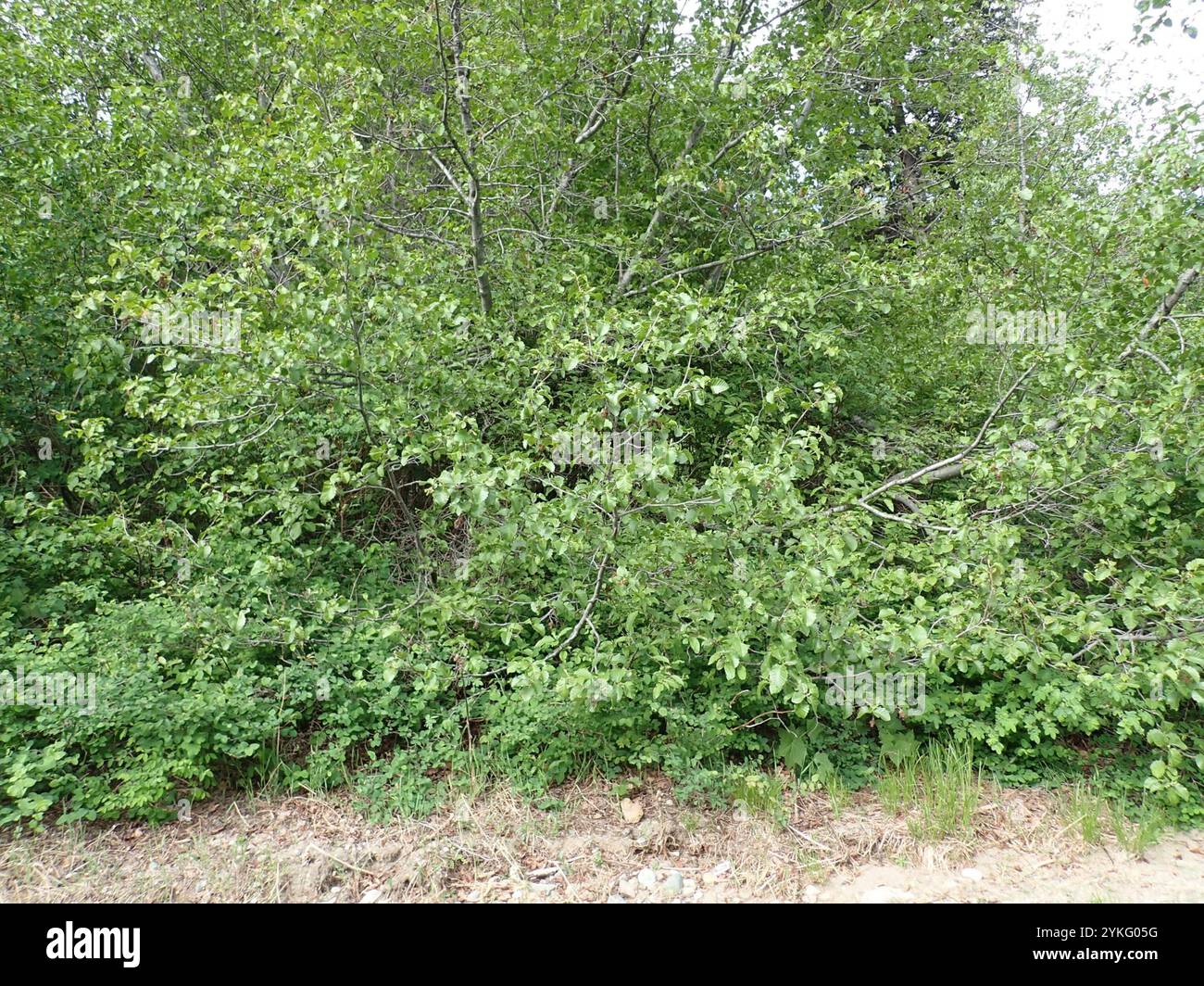 Thinleaf Alder (Alnus incana tenuifolia Stock Photo - Alamy