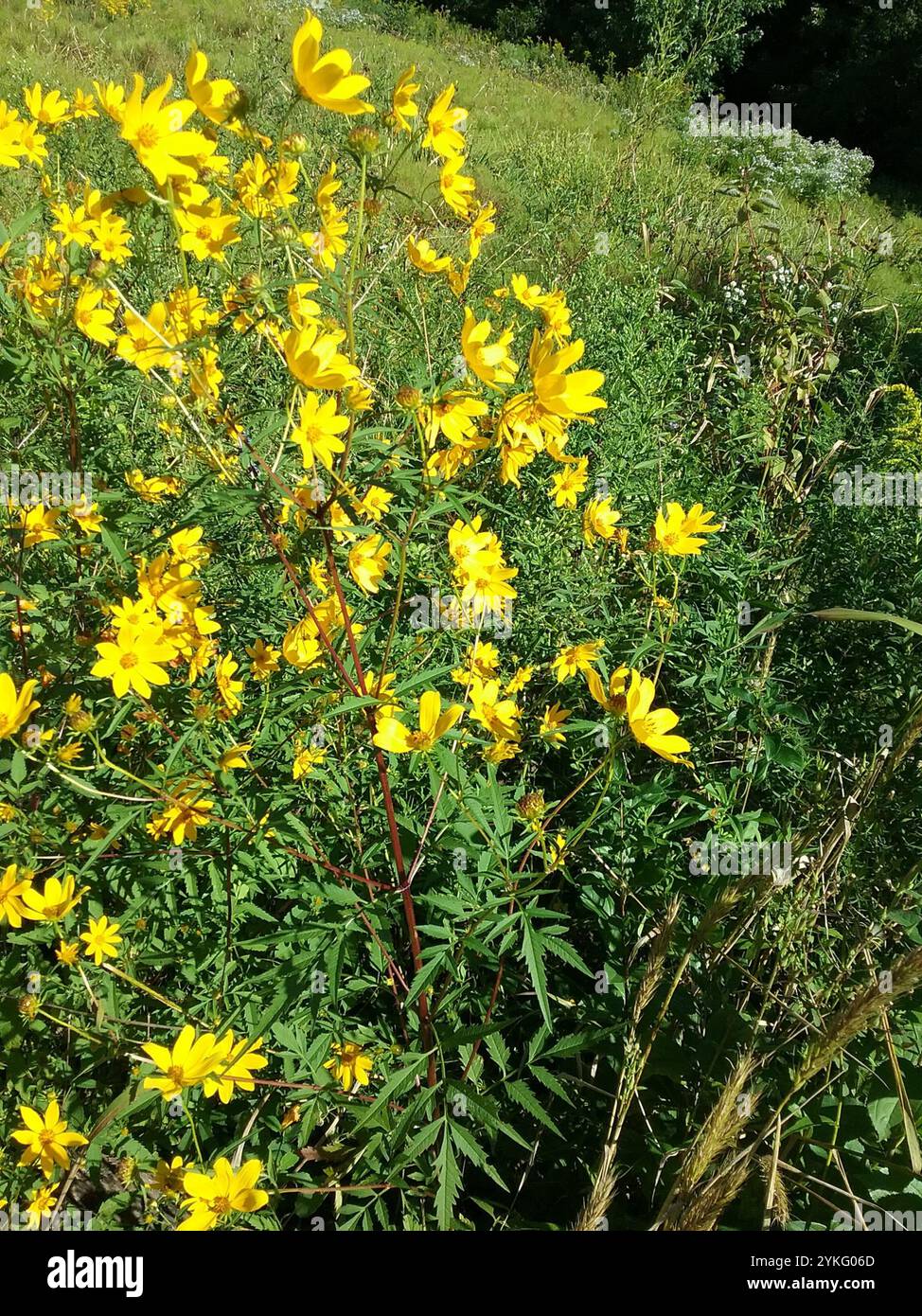 Tickseed Sunflower (Bidens polylepis Stock Photo - Alamy