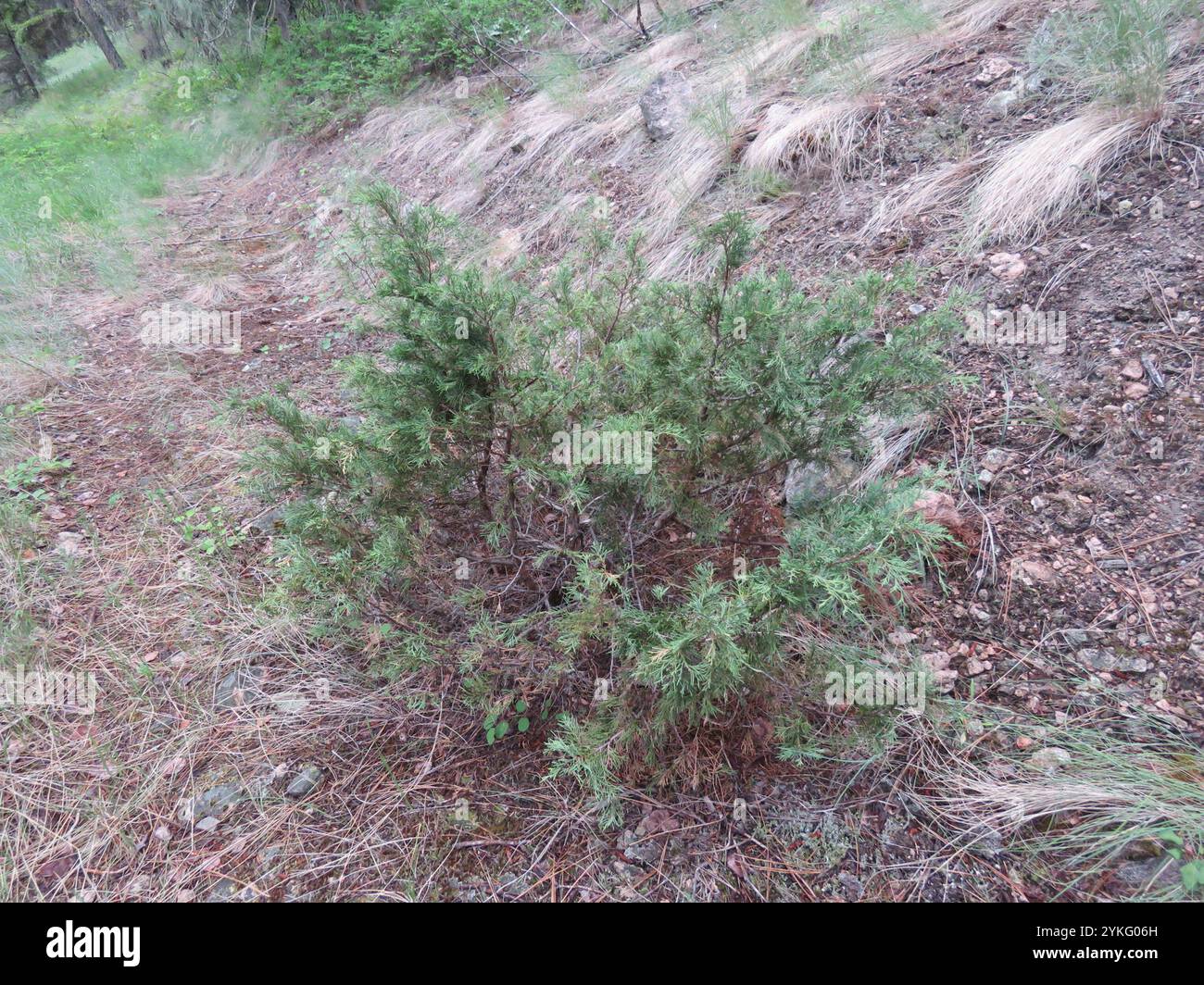 Rocky Mountain Juniper (Juniperus scopulorum Stock Photo - Alamy