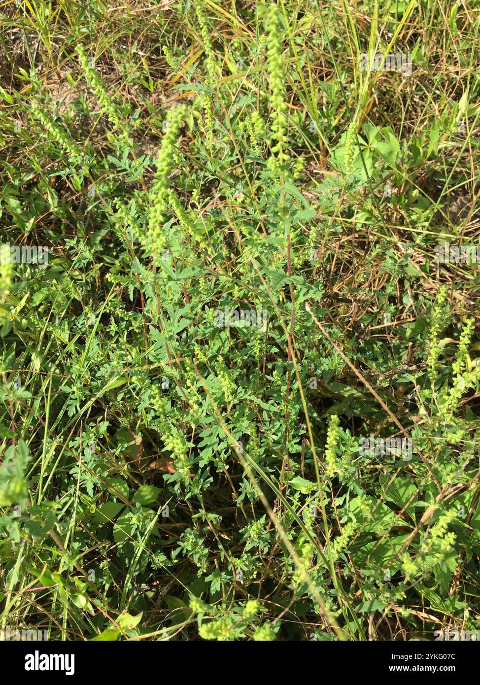 common ragweed (Ambrosia artemisiifolia Stock Photo - Alamy
