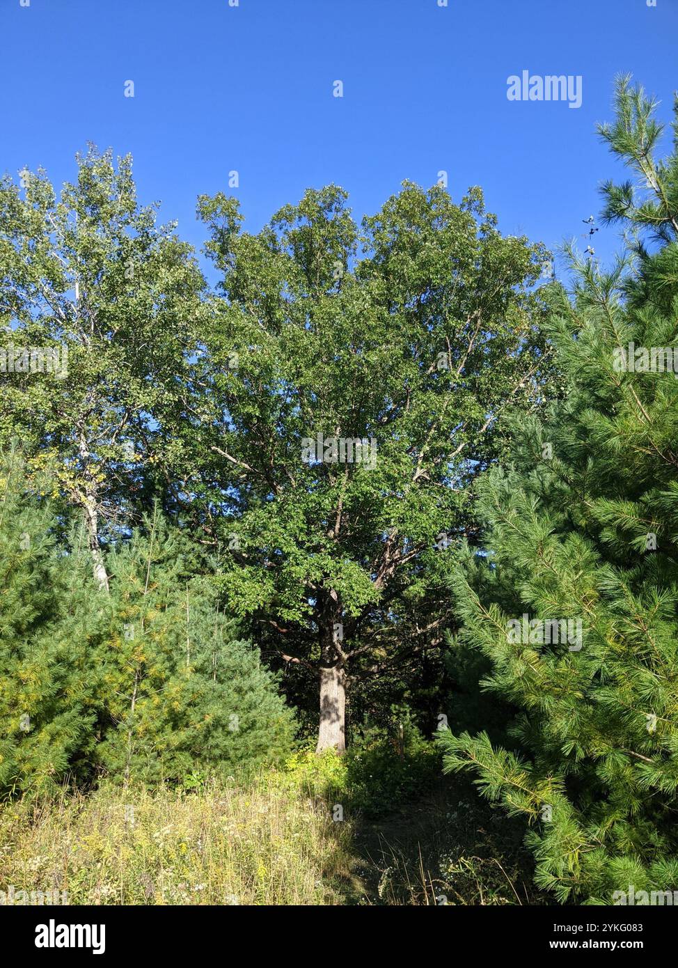 white oak (Quercus alba Stock Photo - Alamy
