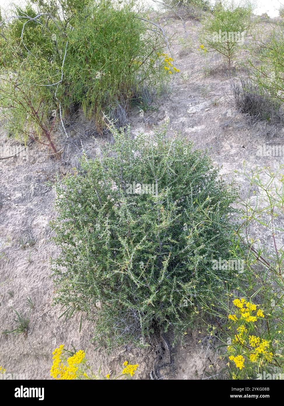 little buckthorn (Condalia ericoides Stock Photo - Alamy