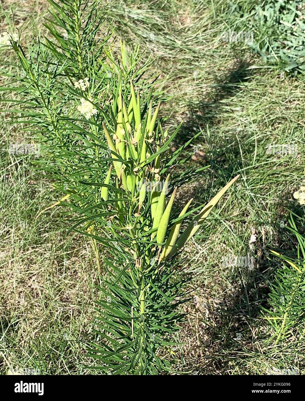 whorled milkweed (Asclepias verticillata Stock Photo - Alamy