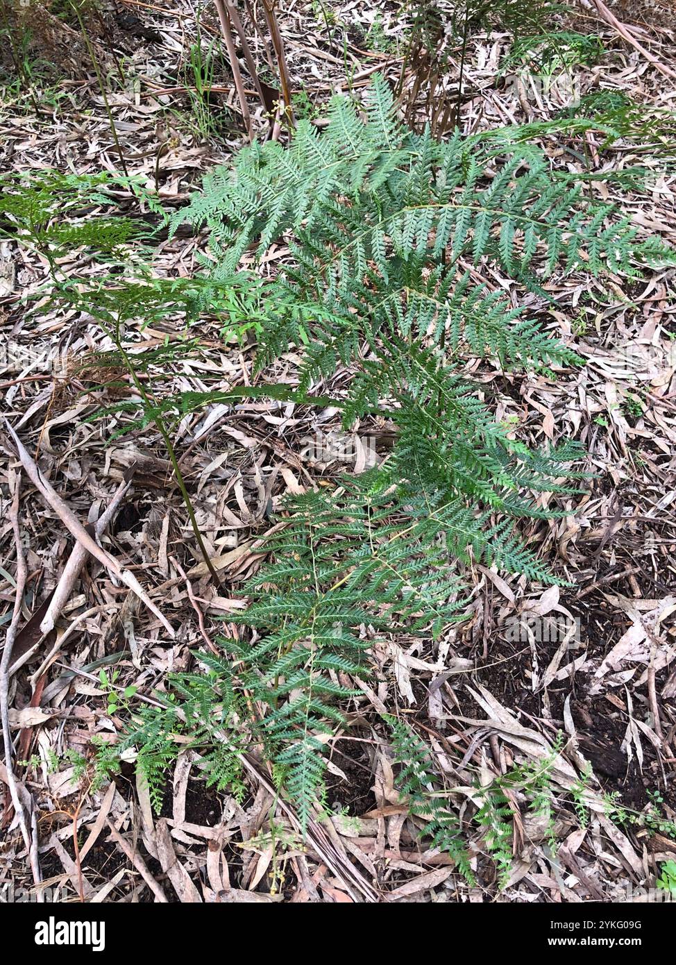 Austral Bracken (Pteridium esculentum Stock Photo - Alamy