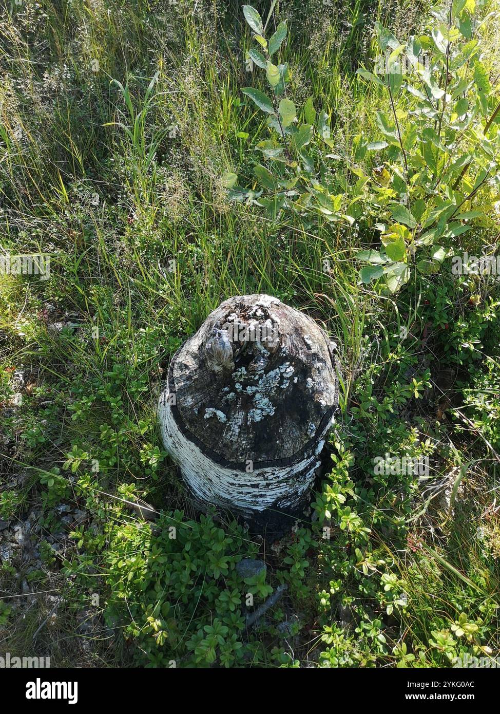 Eurasian Beaver (Castor fiber Stock Photo - Alamy