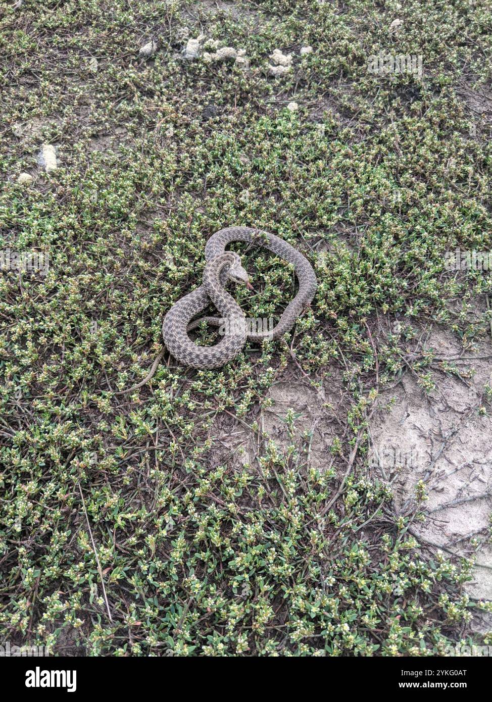 Wandering Garter Snake (Thamnophis elegans vagrans Stock Photo - Alamy
