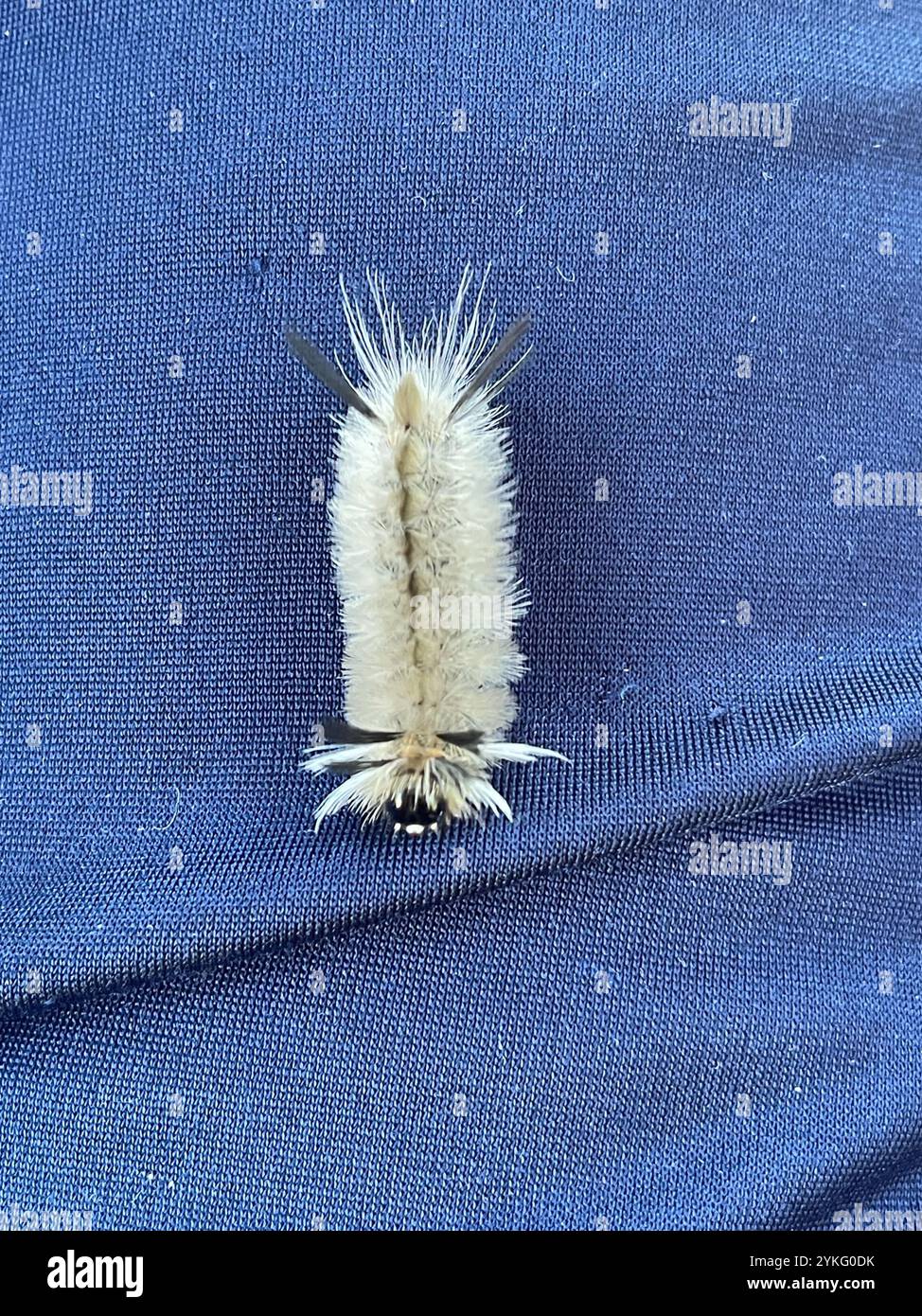 Banded Tussock Moth (Halysidota tessellaris Stock Photo - Alamy