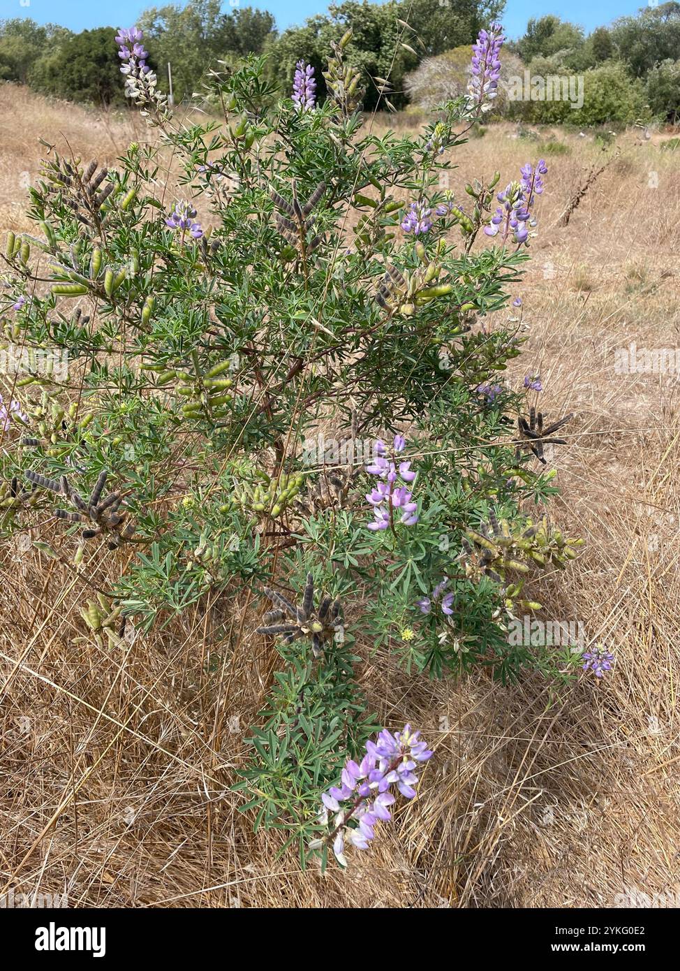 coastal bush lupine (Lupinus arboreus Stock Photo - Alamy