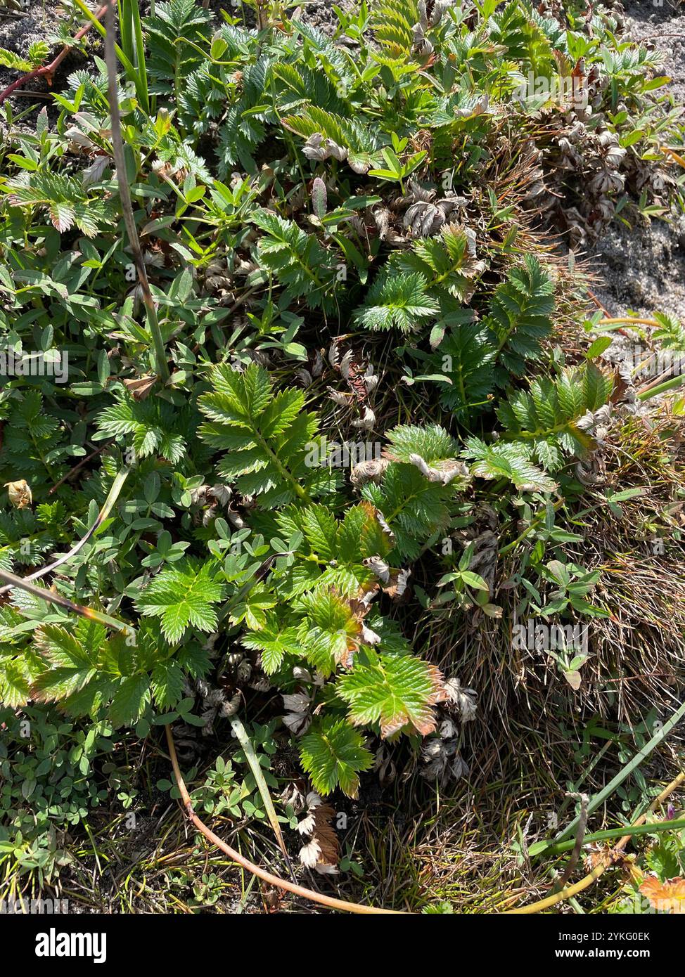 Pacific silverweed (Argentina pacifica Stock Photo - Alamy