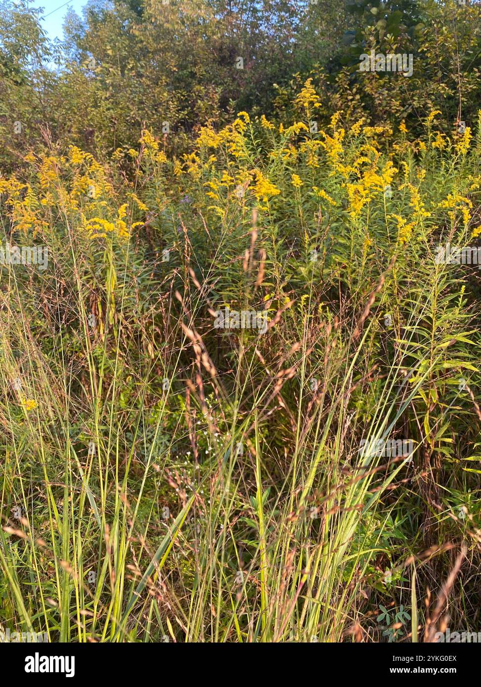 switchgrass (Panicum virgatum Stock Photo - Alamy