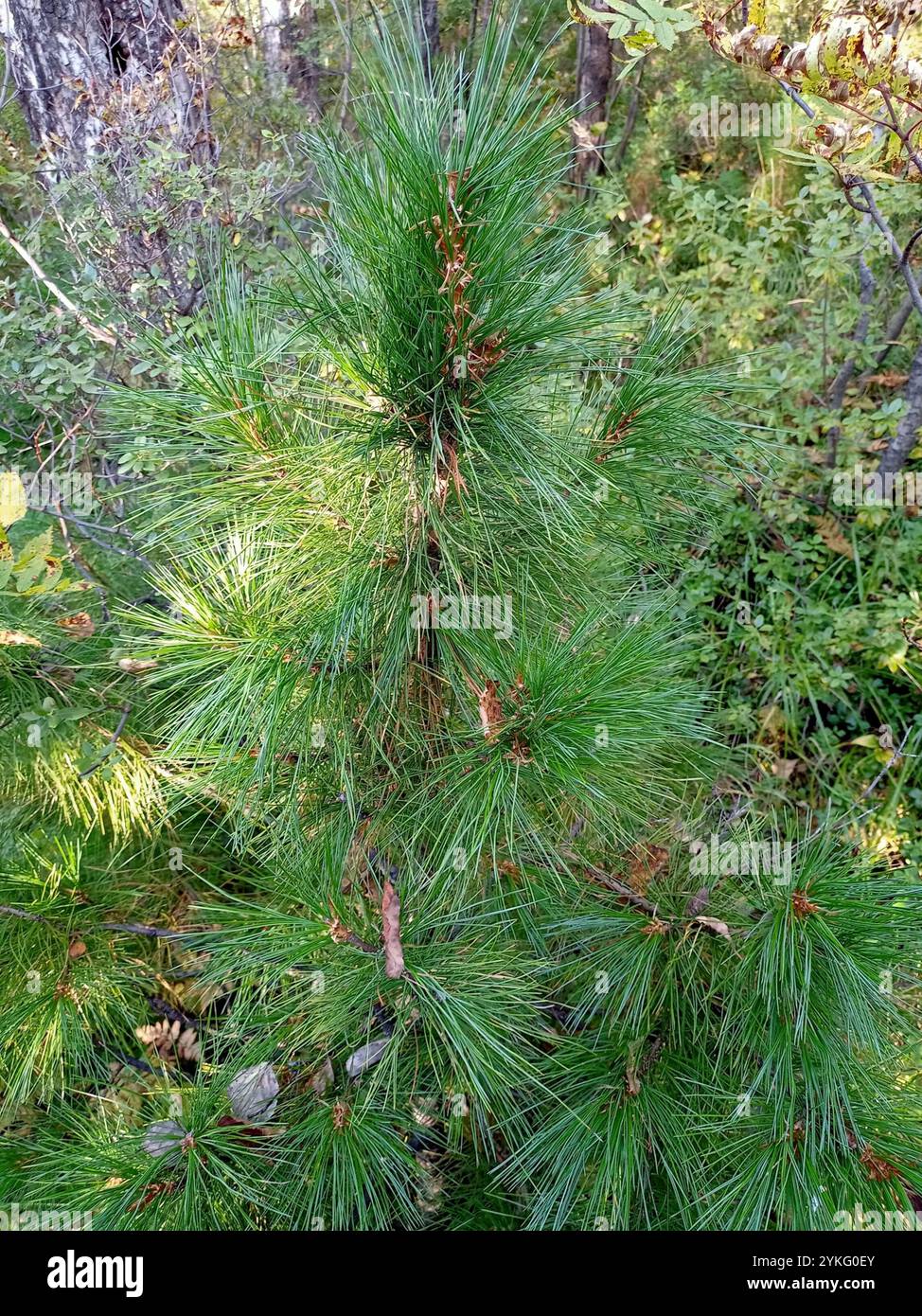 Siberian pine (Pinus sibirica Stock Photo - Alamy