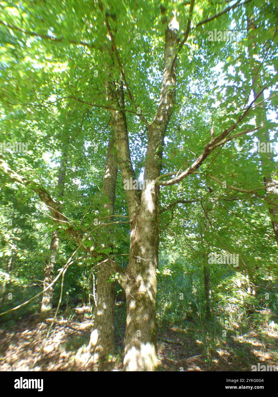 southern sugar maple (Acer floridanum Stock Photo - Alamy