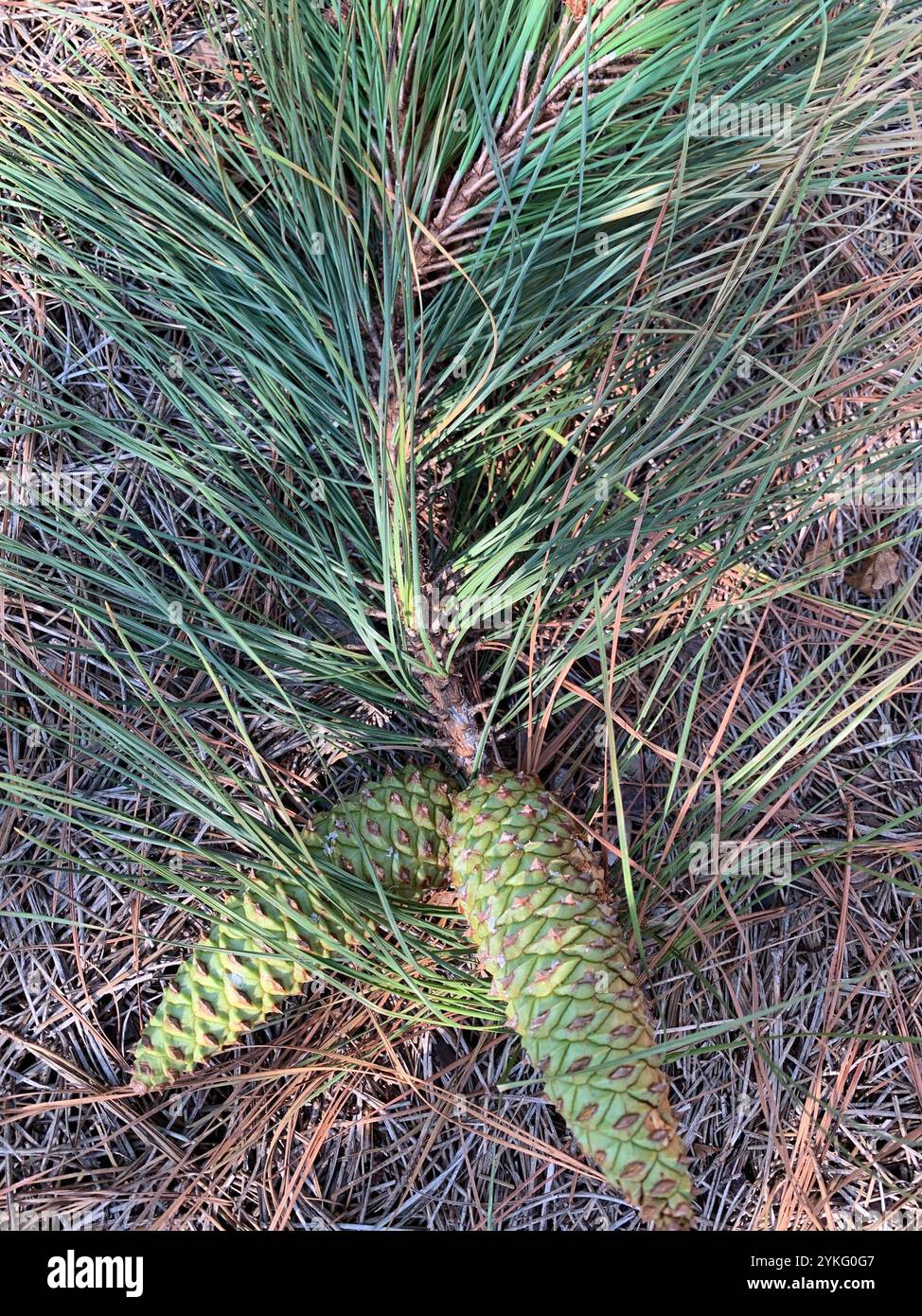 longleaf pine (Pinus palustris Stock Photo - Alamy