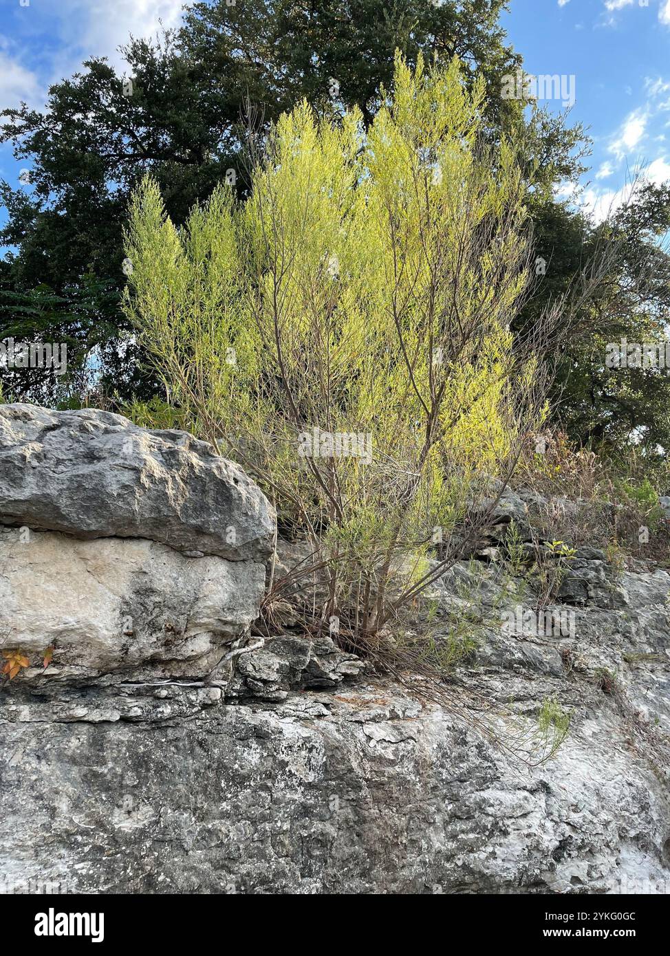 Poverty Weed (Baccharis neglecta Stock Photo - Alamy