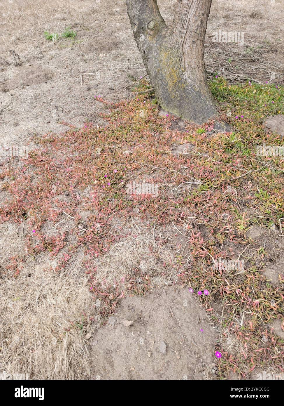 Ice Plant (Disphyma Stock Photo - Alamy