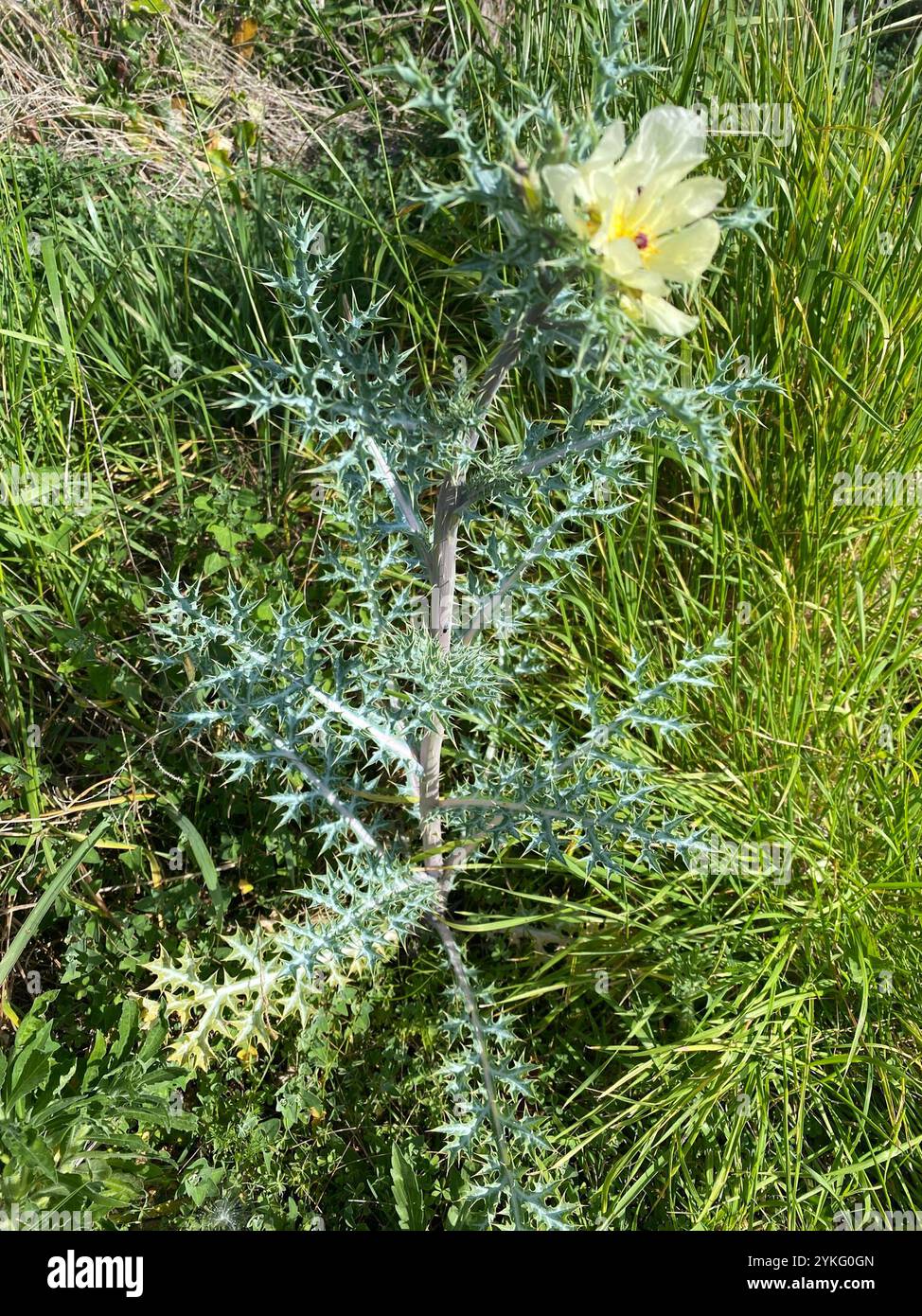 Mexican Poppy (Argemone ochroleuca Stock Photo - Alamy