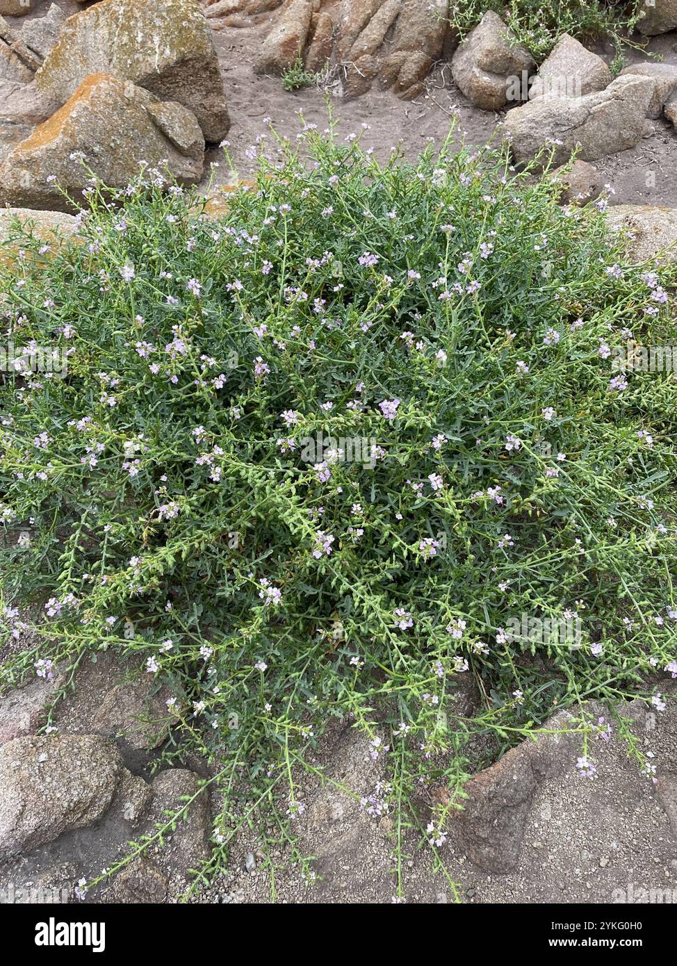 European Searocket (Cakile maritima Stock Photo - Alamy