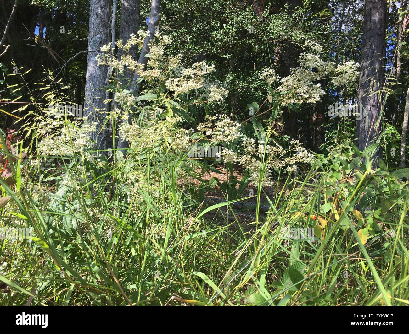 common boneset (Eupatorium perfoliatum Stock Photo - Alamy