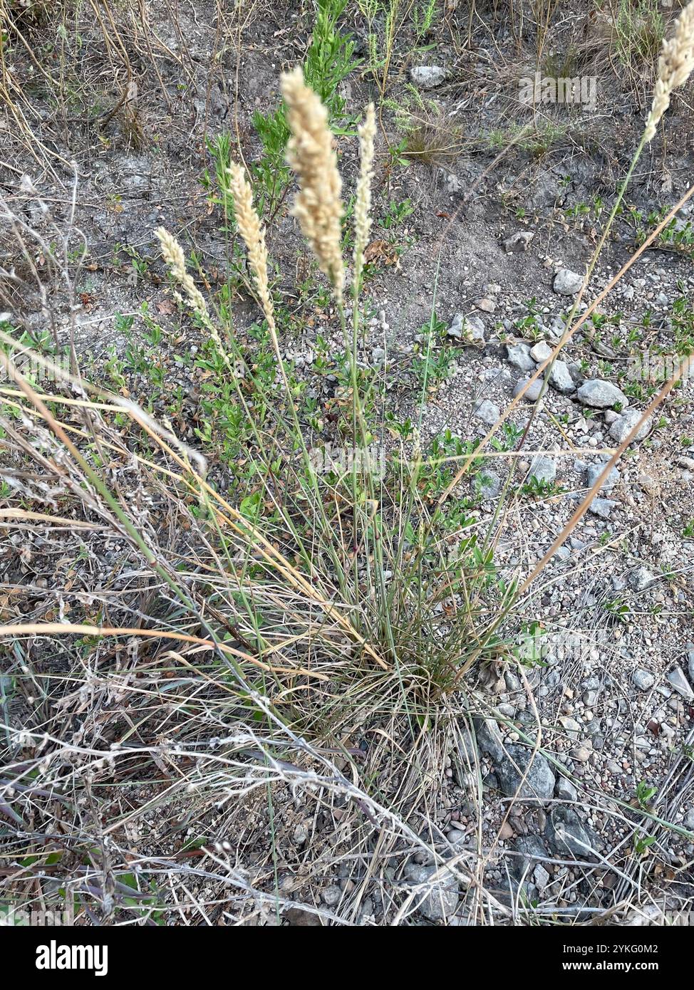 Pink Fluffgrass (Tridens congestus Stock Photo - Alamy