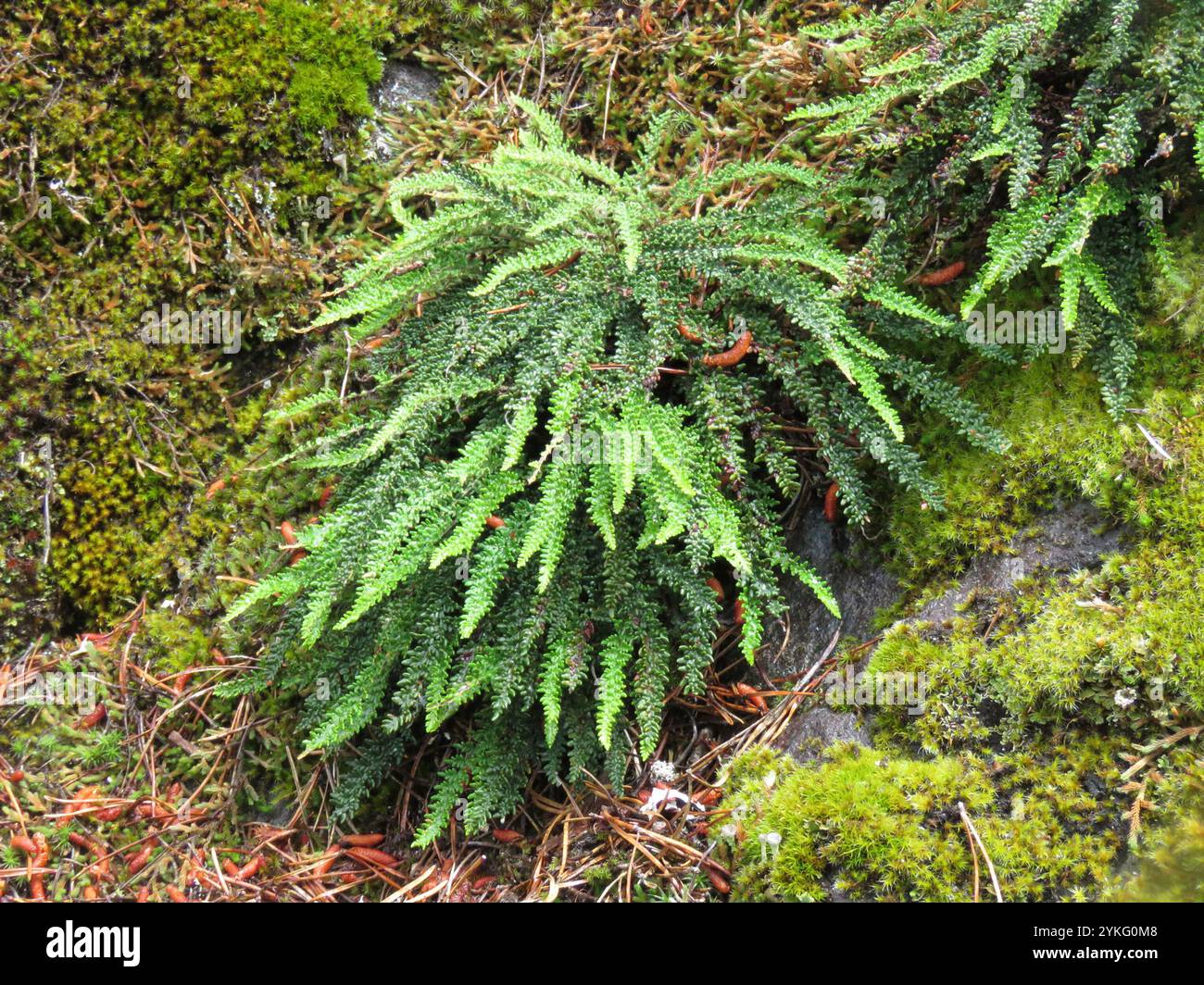 lace lip fern (Myriopteris gracillima Stock Photo - Alamy