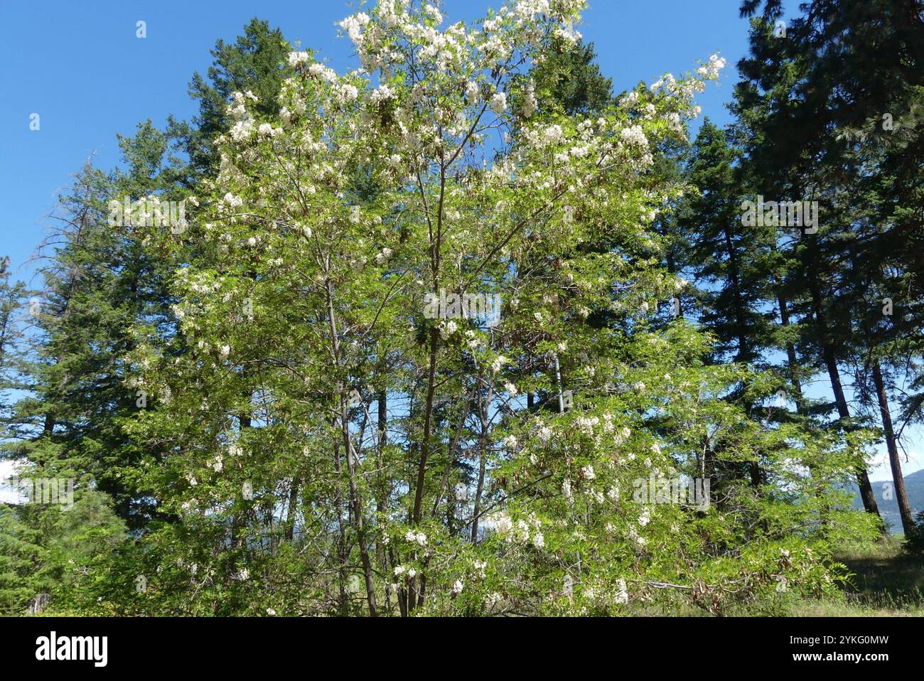 black locust (Robinia pseudoacacia Stock Photo - Alamy