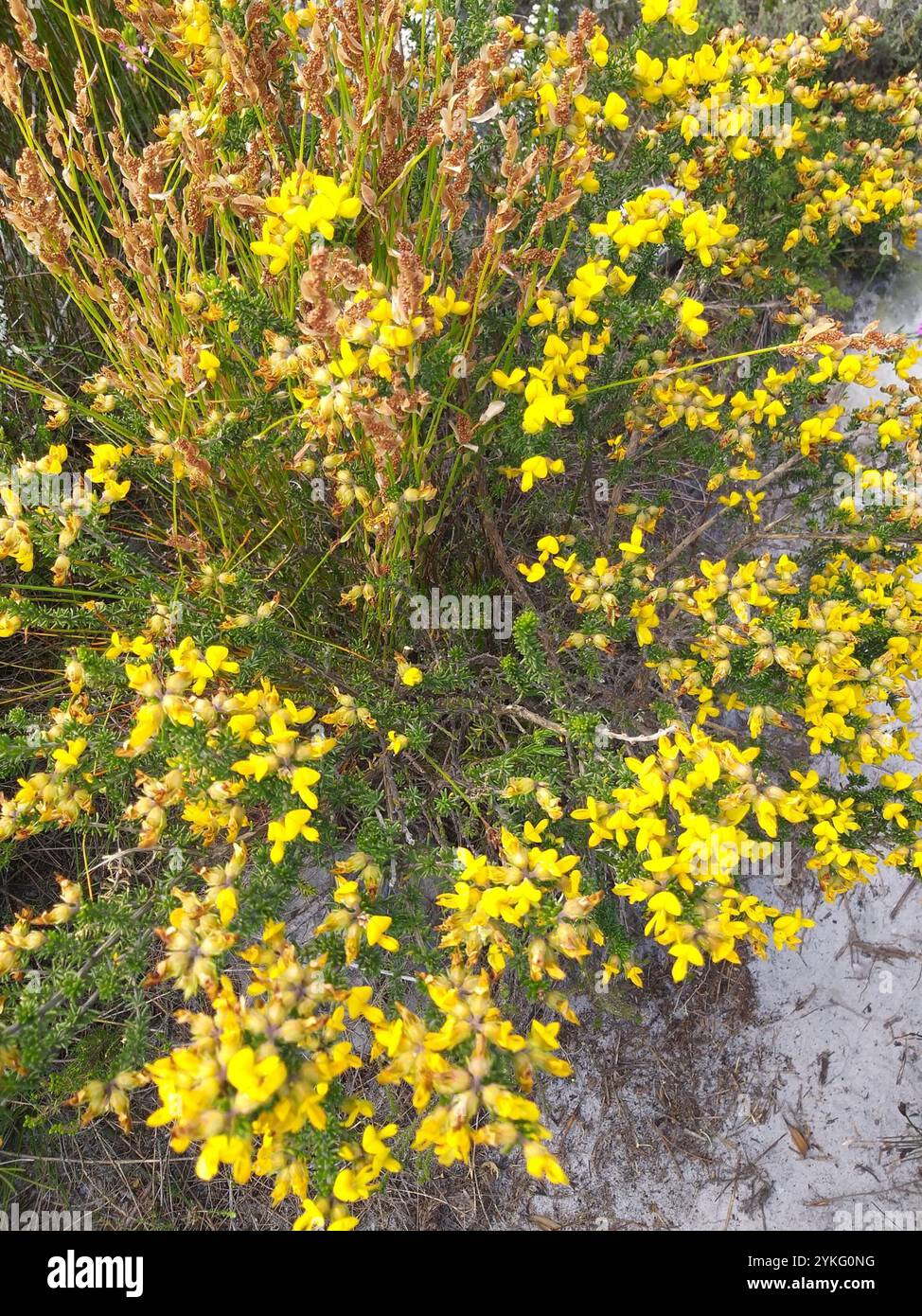 Cape Capegorse (Aspalathus capensis Stock Photo - Alamy