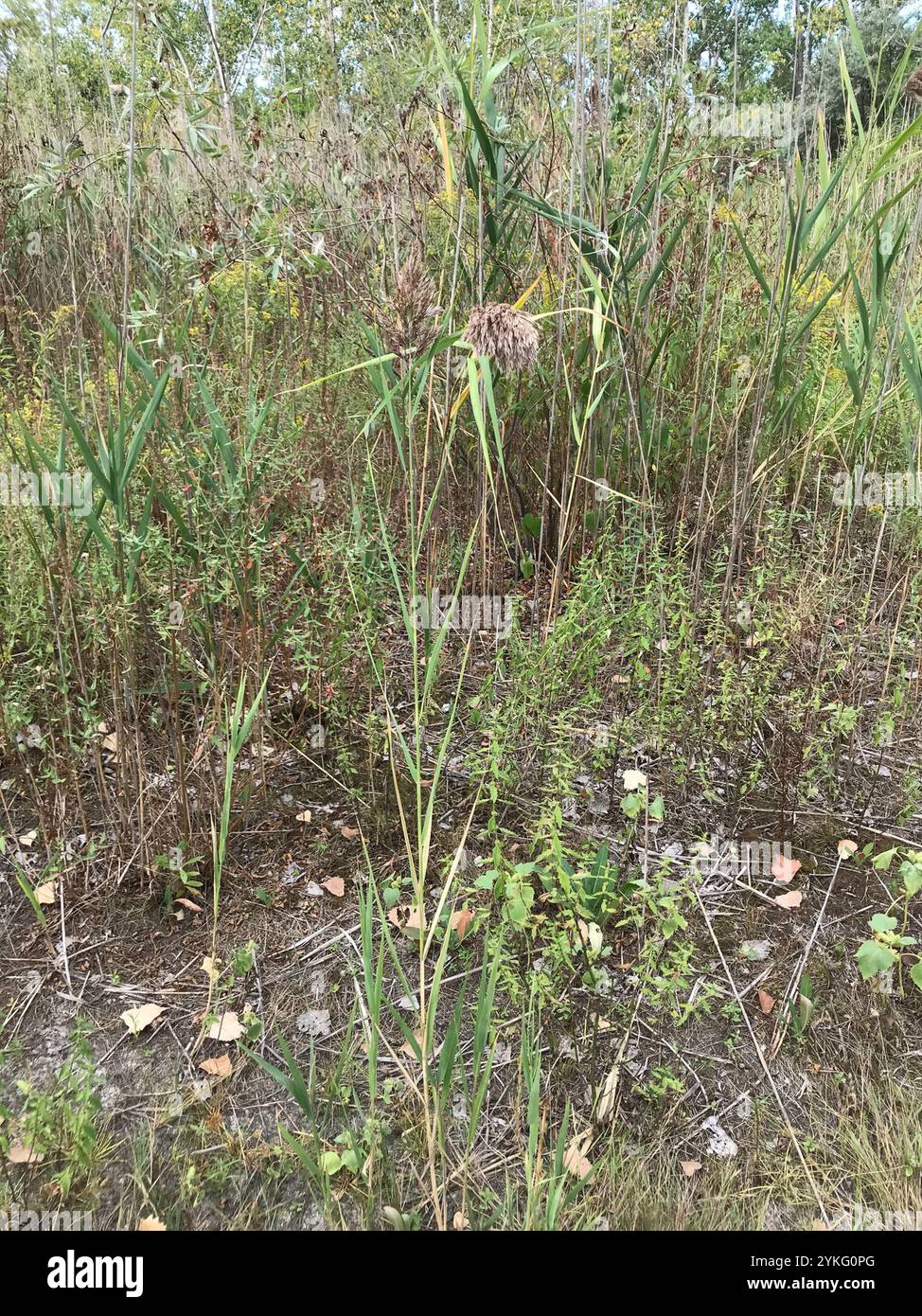 European reed (Phragmites australis australis Stock Photo - Alamy