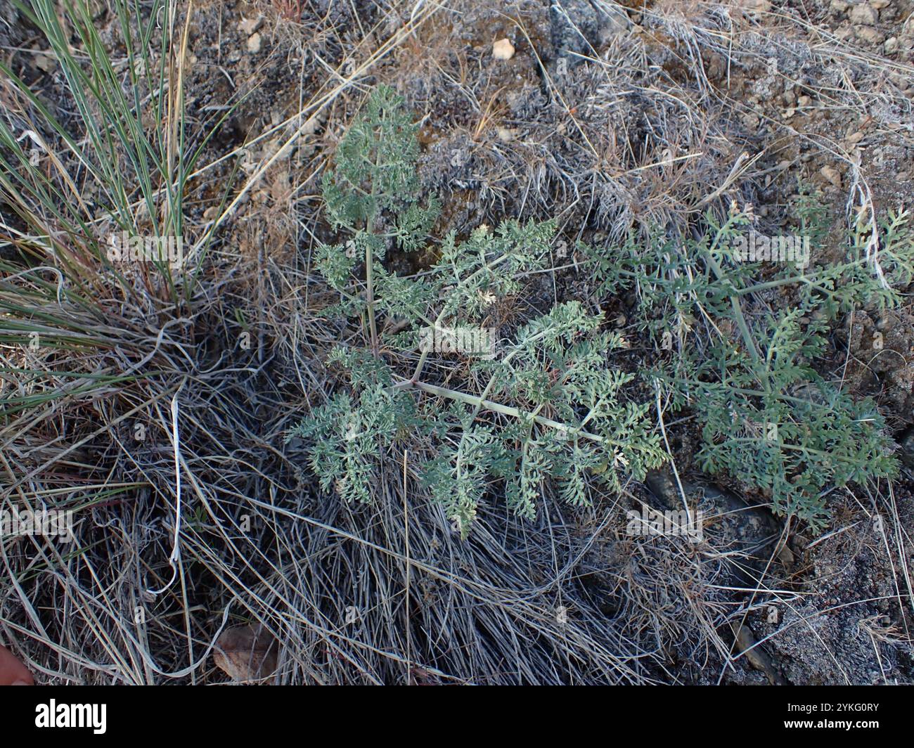 Bigseed hi-res stock photography and images - Alamy