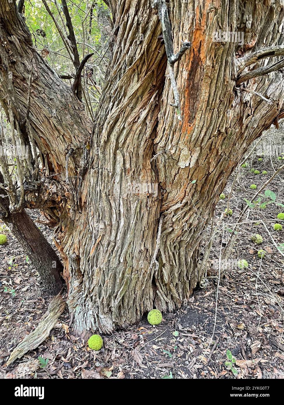 Osage-orange (Maclura pomifera Stock Photo - Alamy