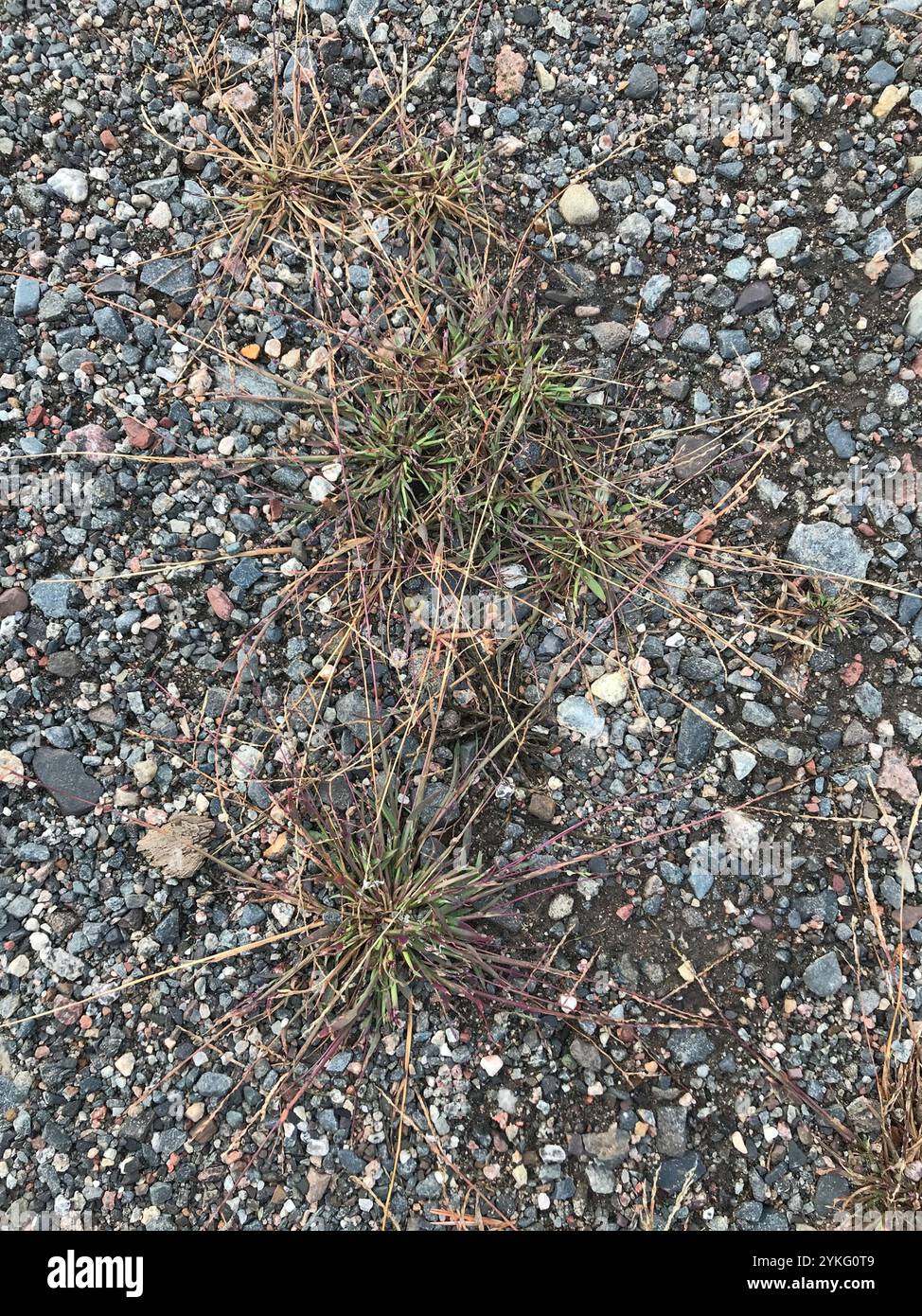 smooth crabgrass (Digitaria ischaemum Stock Photo - Alamy